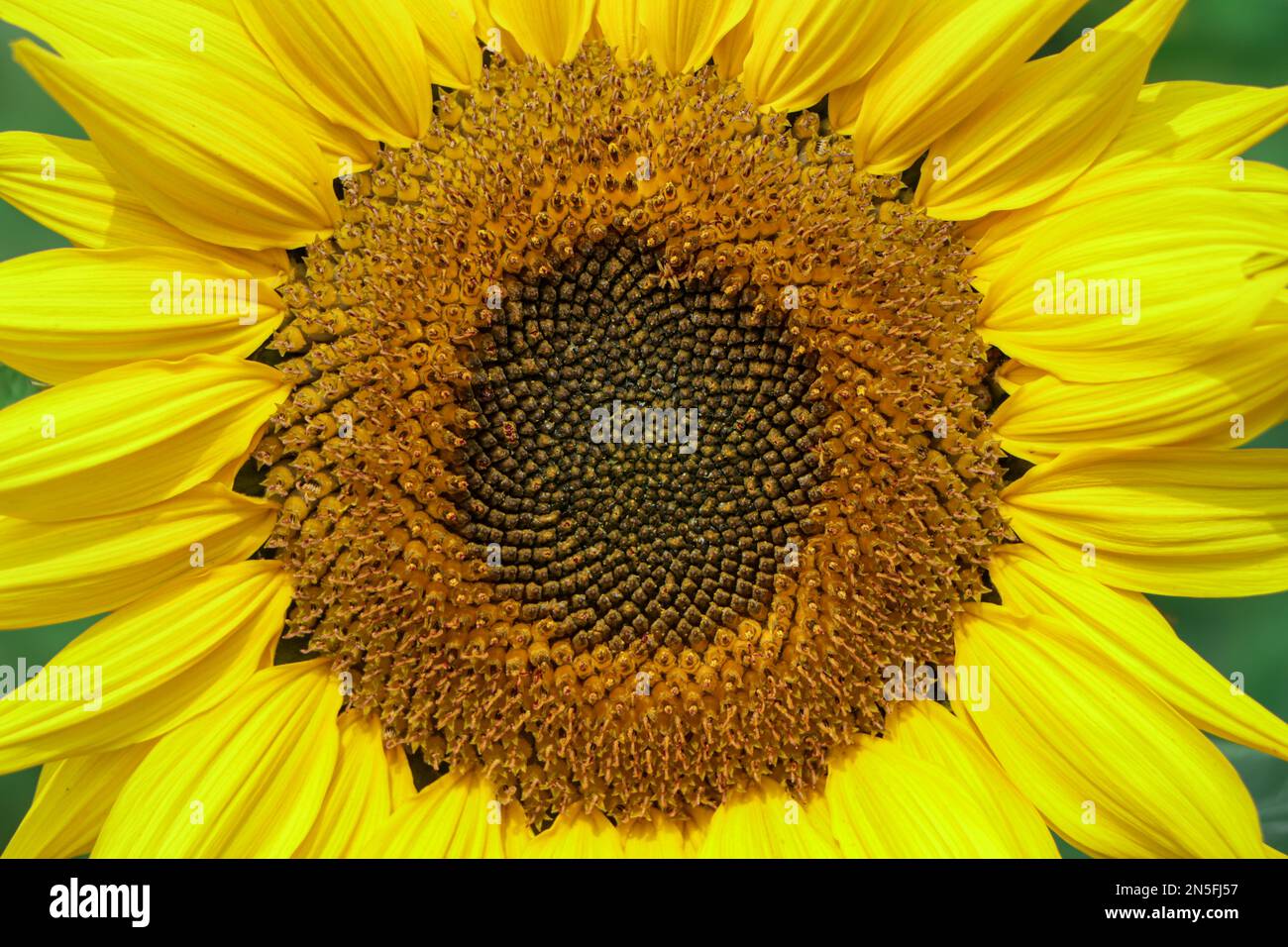 Sunflower pollens hi-res stock photography and images - Alamy