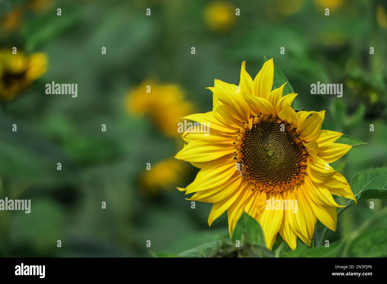 Sunflower wallpapers hi-res stock photography and images - Alamy