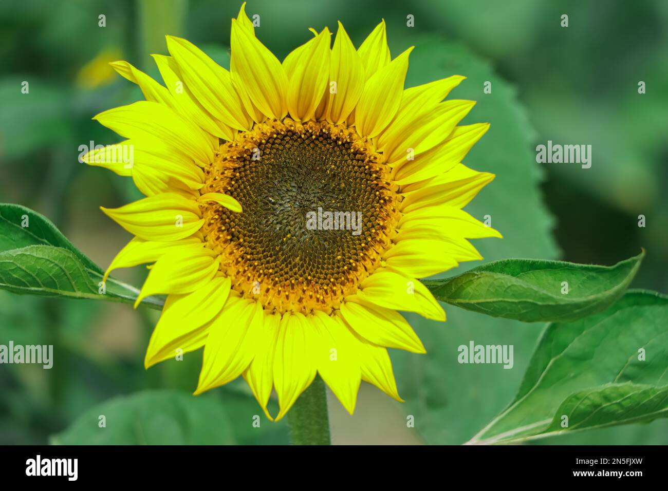 Sunflower circle big yellow flower warm Background reflective light ...