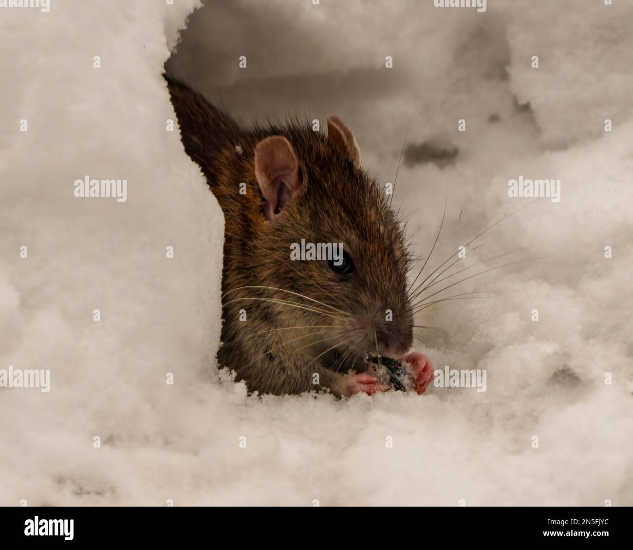 Rat close-up in the opening of its burrow den in winter season foraging ...