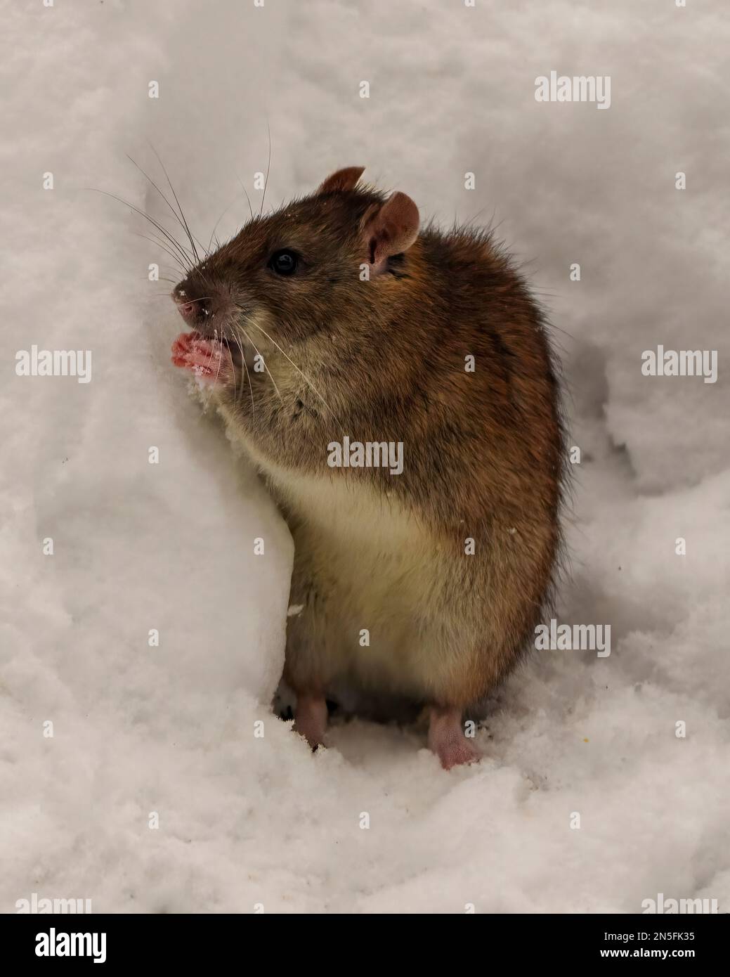 Burrrow hi-res stock photography and images - Alamy
