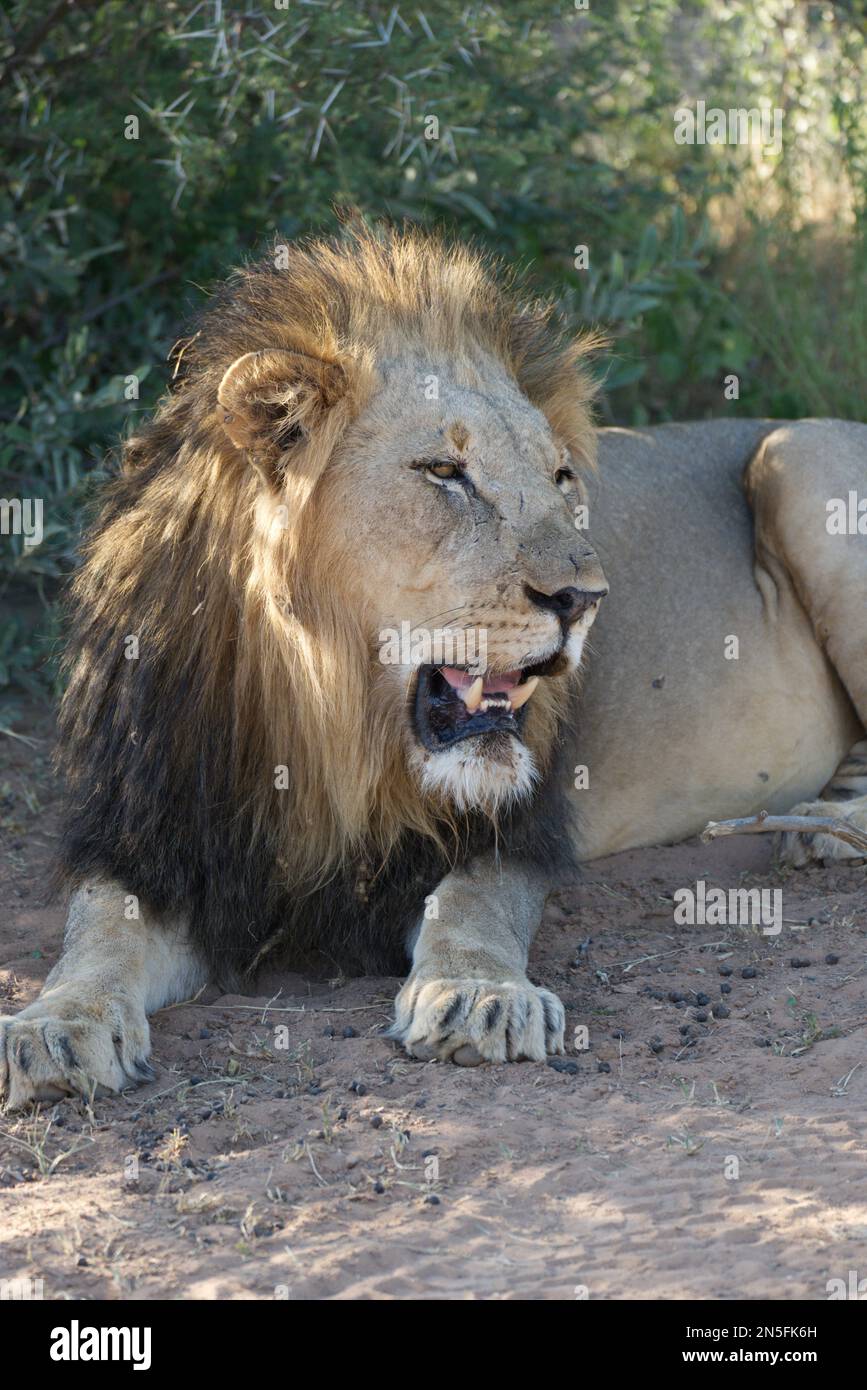Lion with full stomach hi-res stock photography and images - Alamy
