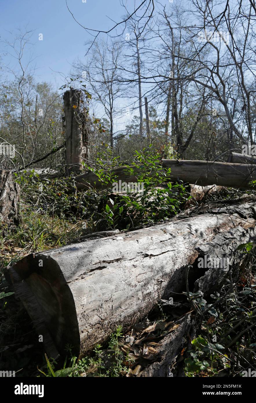 Nearly three years after an historic Texas drought, dead trees litter ...