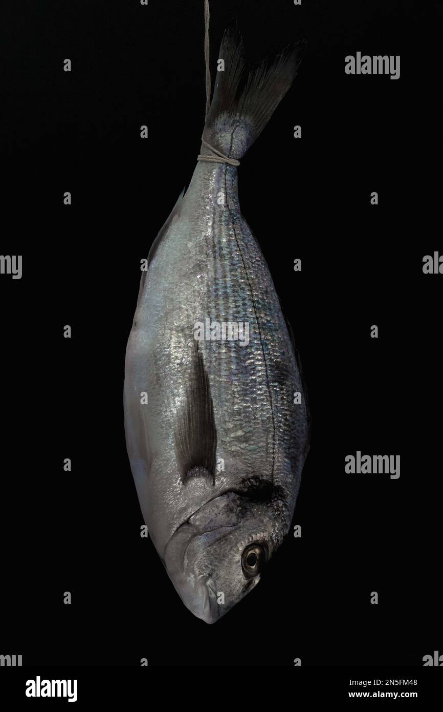 Gilt bream hi-res stock photography and images - Alamy