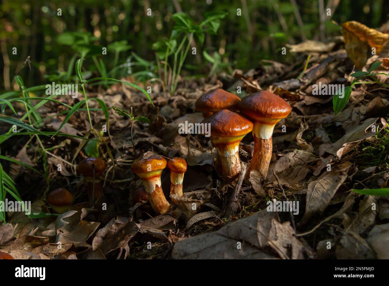 Mushroom season. Autumn in the park. Slippery Jack edible cattails ...