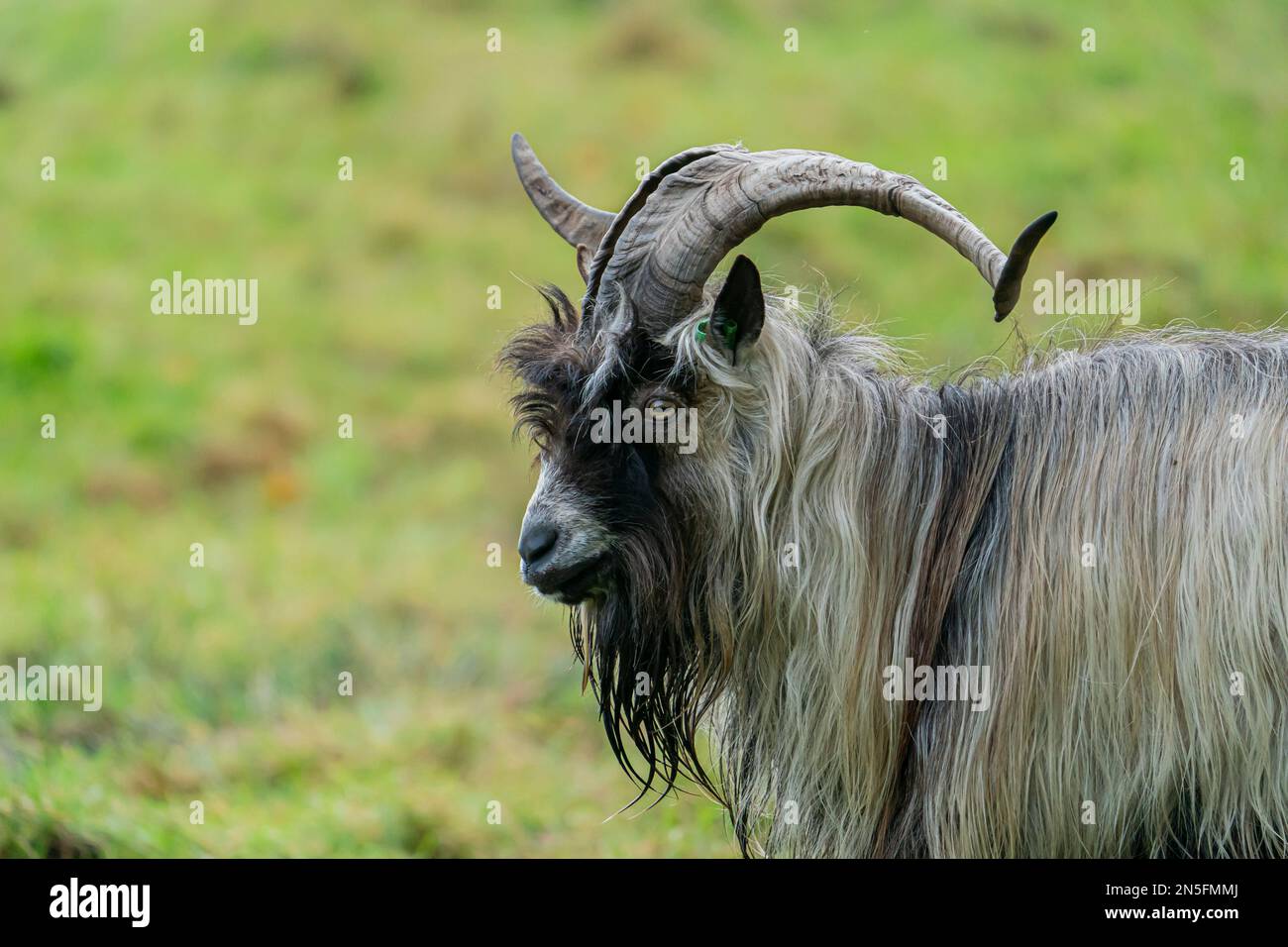 A side view of an adult Dutch Landrace goat standing in a grass field ...
