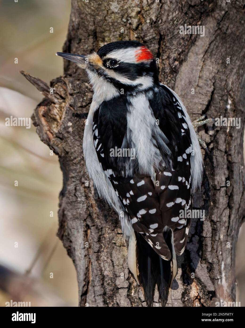 Woodpecker male on a tree trunk branch displaying white and black ...