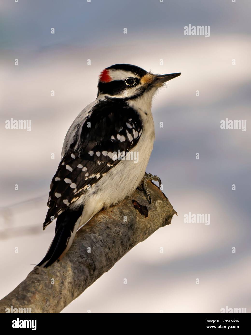 Woodpecker male on a tree trunk branch displaying white and black ...