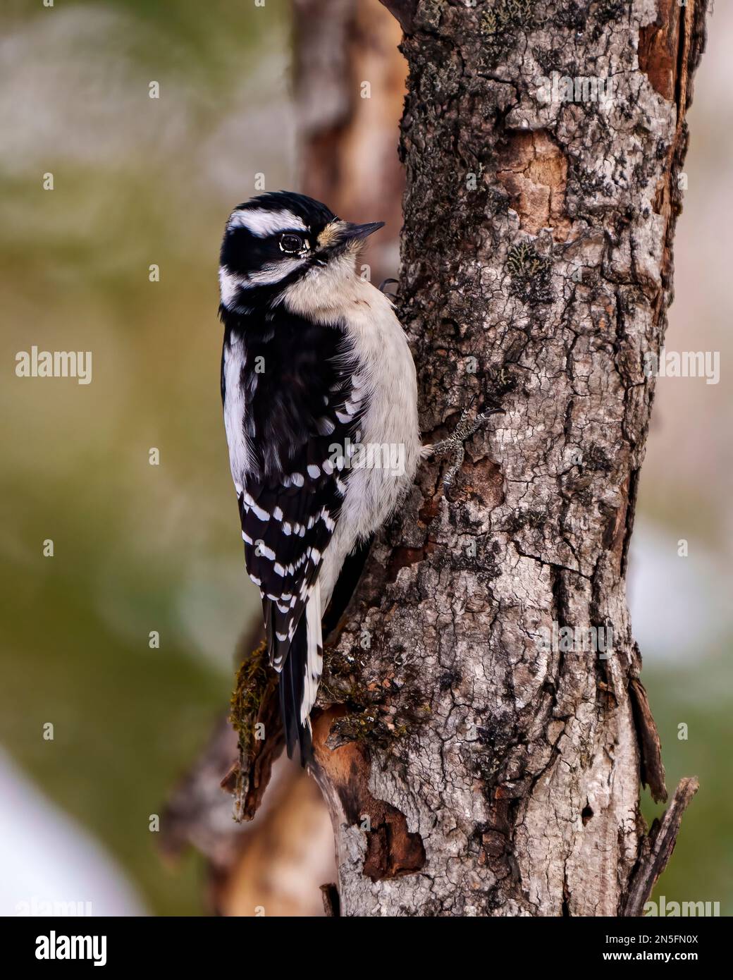 Woodpecker female on a tree trunk branch displaying white and black ...