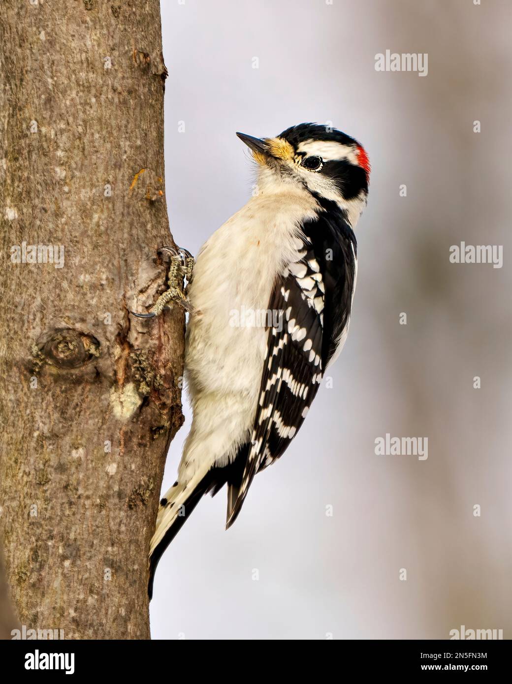 Woodpecker male on a tree trunk branch displaying white and black ...