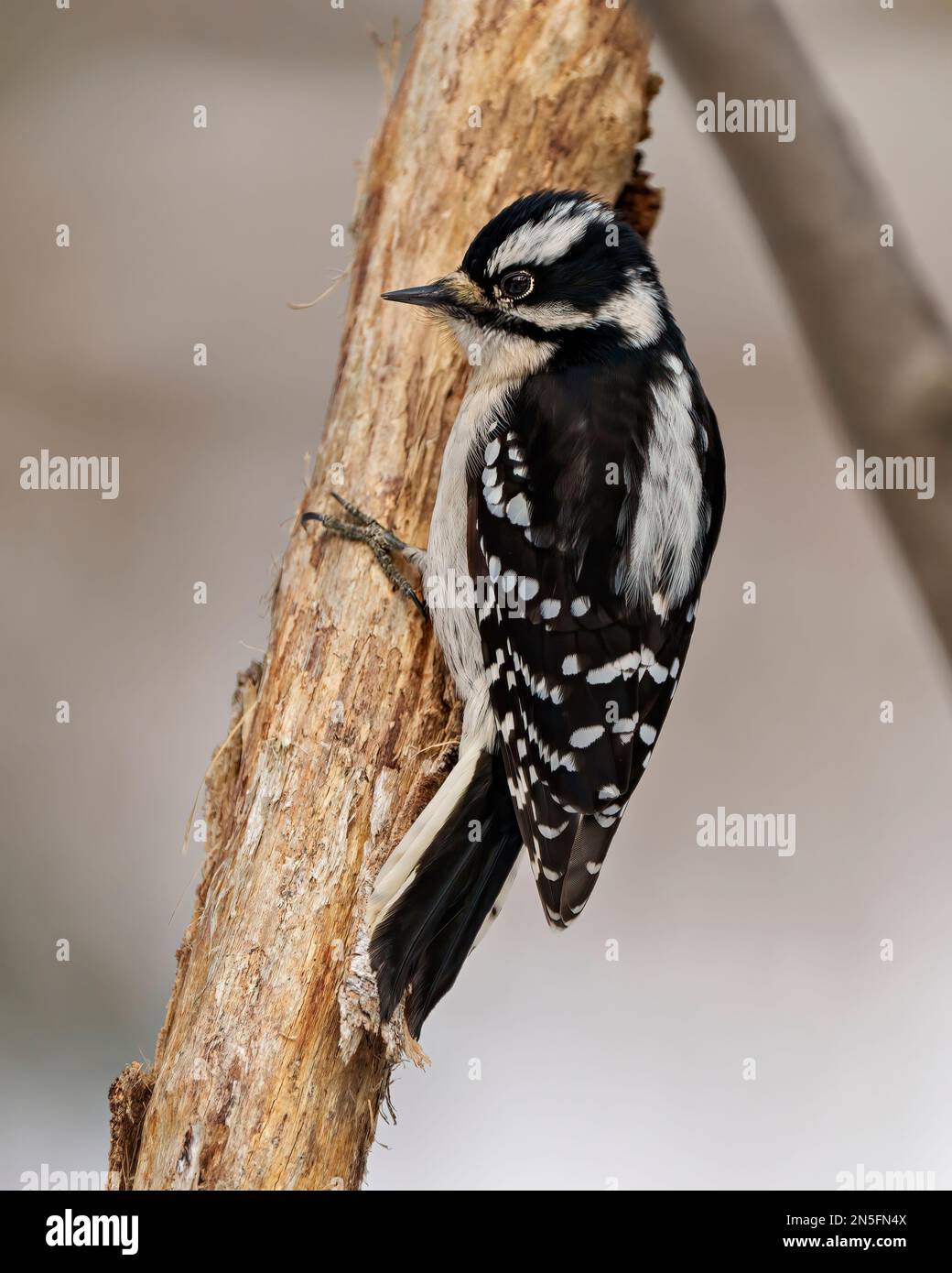 Woodpecker female on a tree trunk branch displaying white and black ...