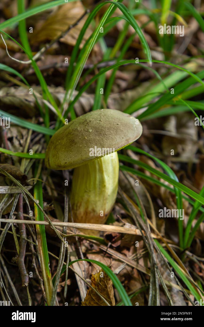 Boletus edulis or cep, edible wild mushroom in a forest Stock Photo - Alamy