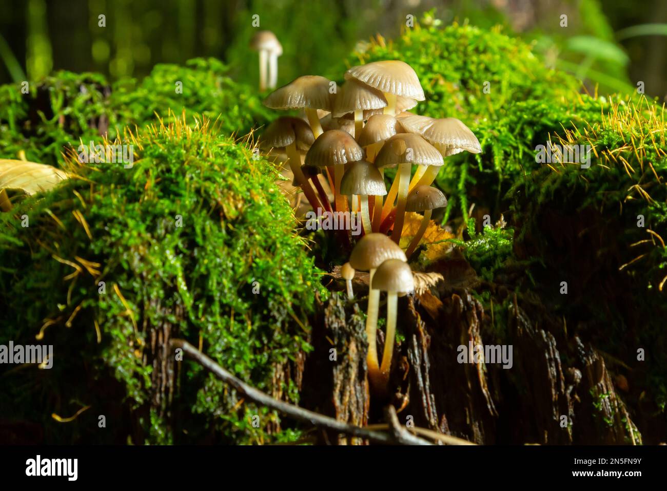 Amicable family of mushrooms with thin legs Clustered bonnet on a green ...