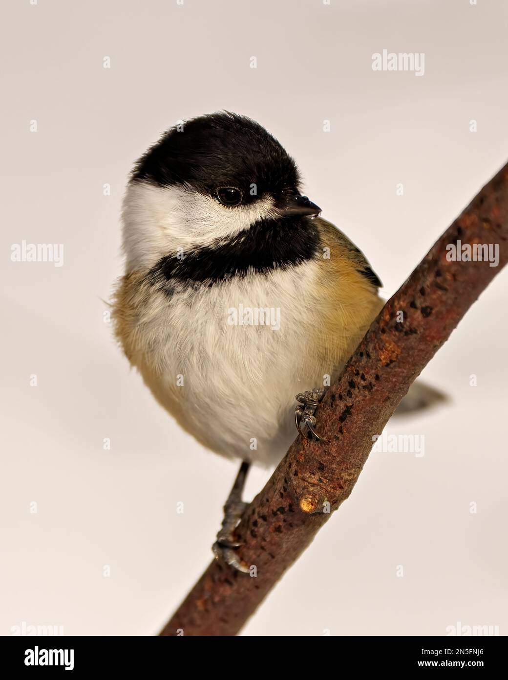 Black and white picture of a chickadee hi-res stock photography and ...