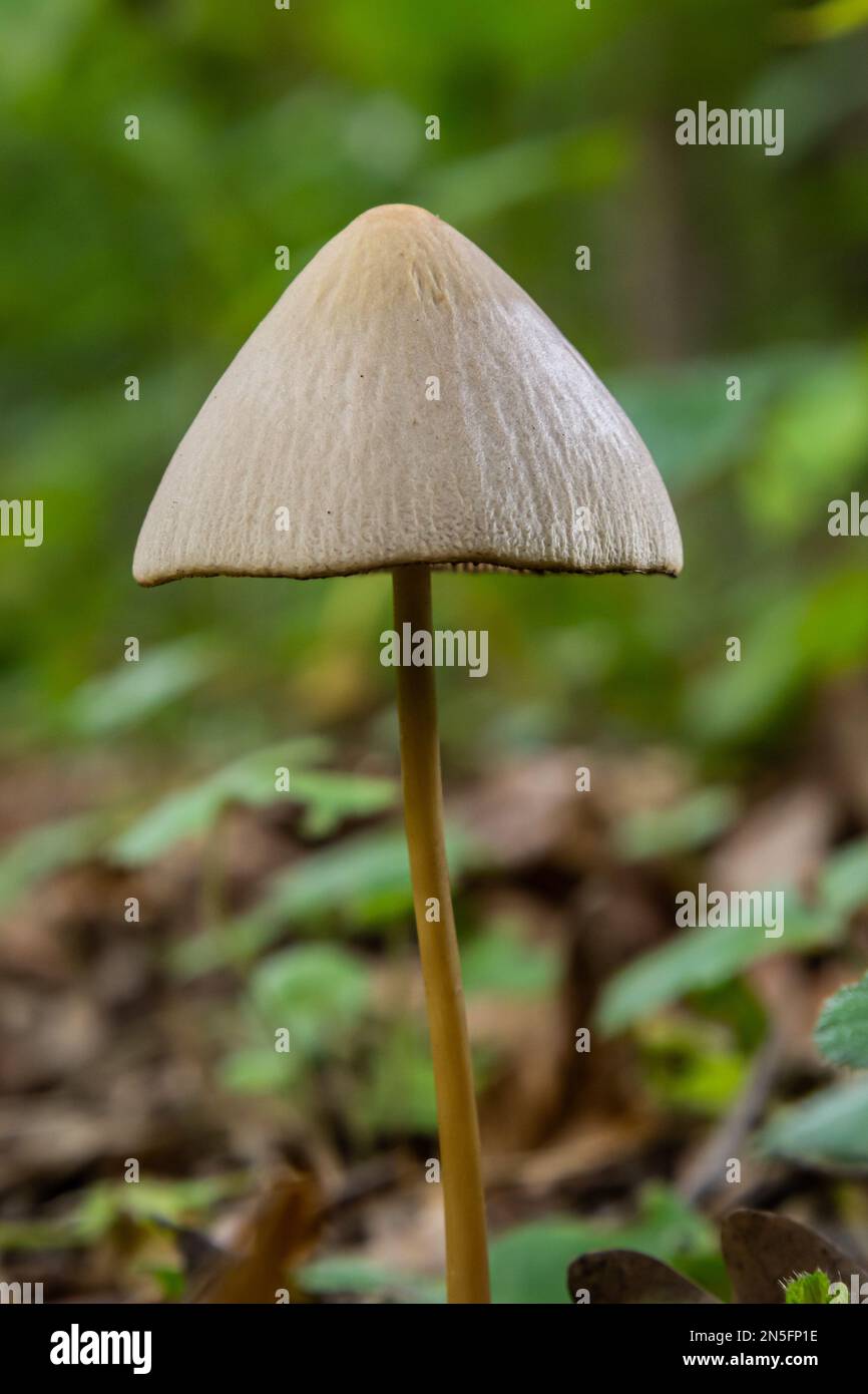 A Macro image close up of a conecap mushroom or latin name Genus ...