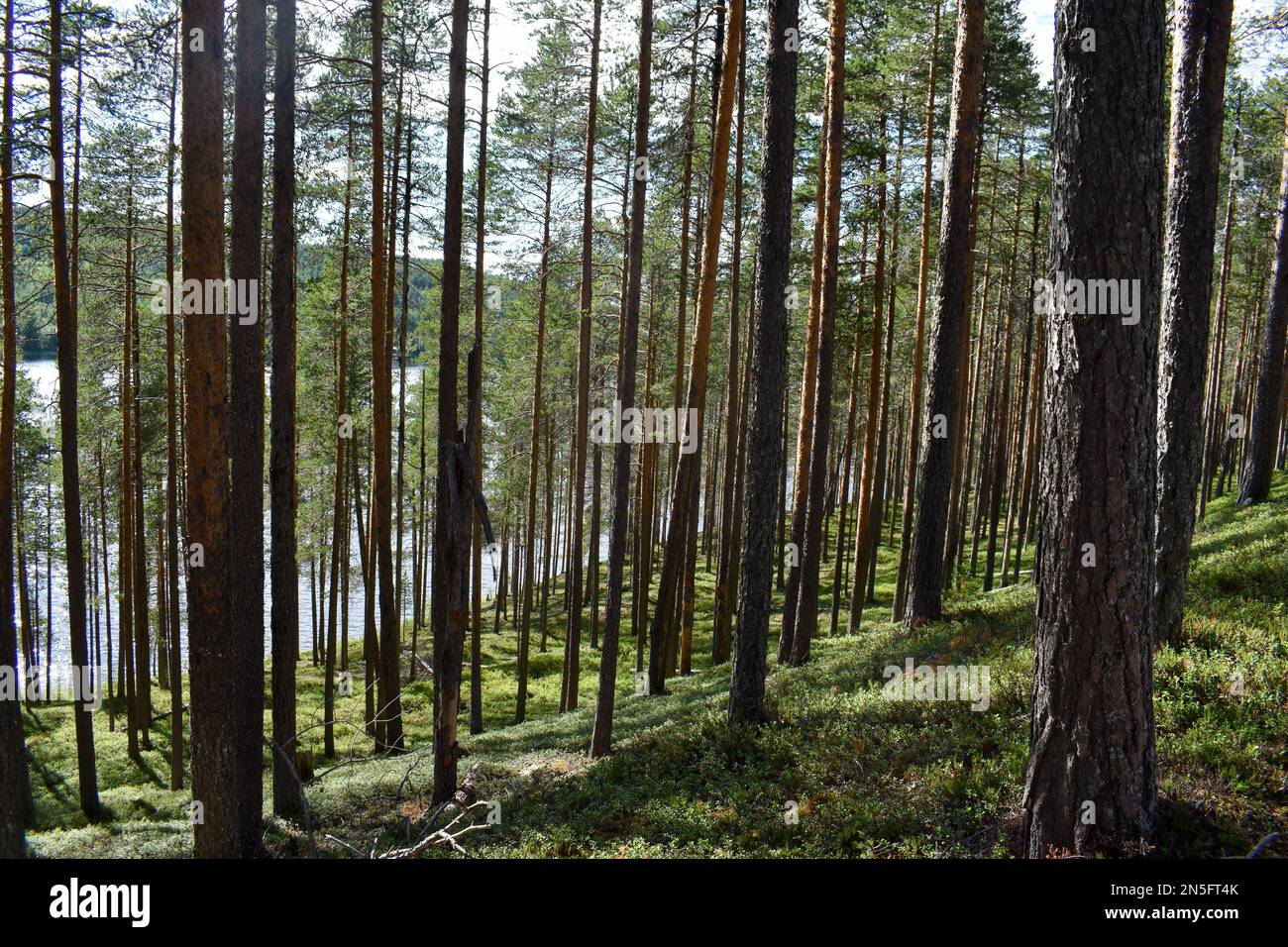 North scandinavian pine sunny forest with path and stones, Sweden ...