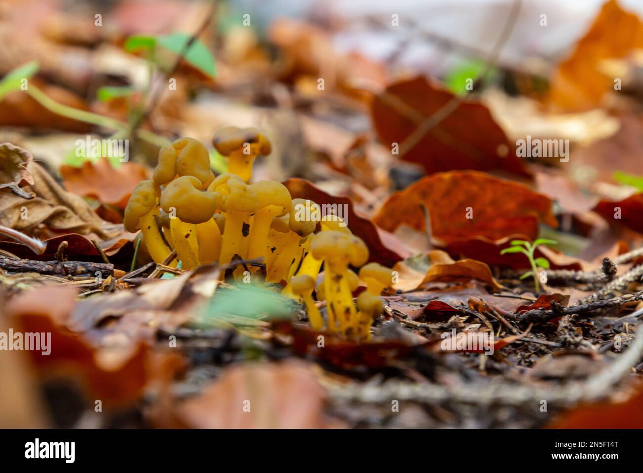Jelly babies, Leotia lubrica growing in wet environment Stock Photo - Alamy