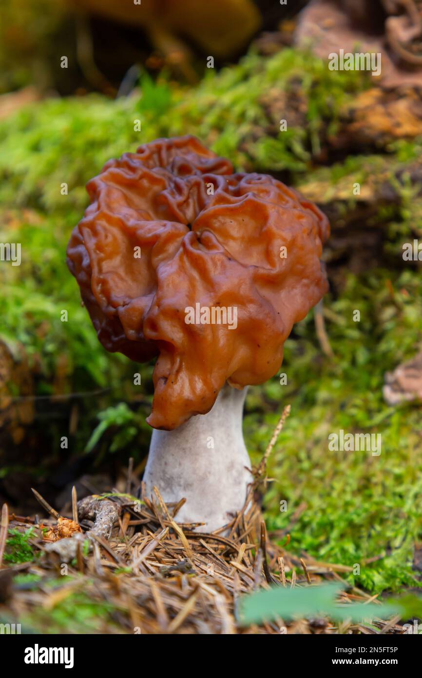 Helvella gigas mushroom hi-res stock photography and images - Alamy