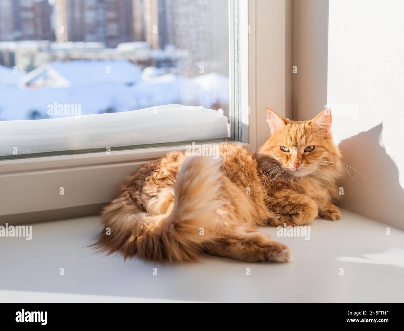 Cute ginger cat relaxes. Furry pet settled comfortably on windowsill ...