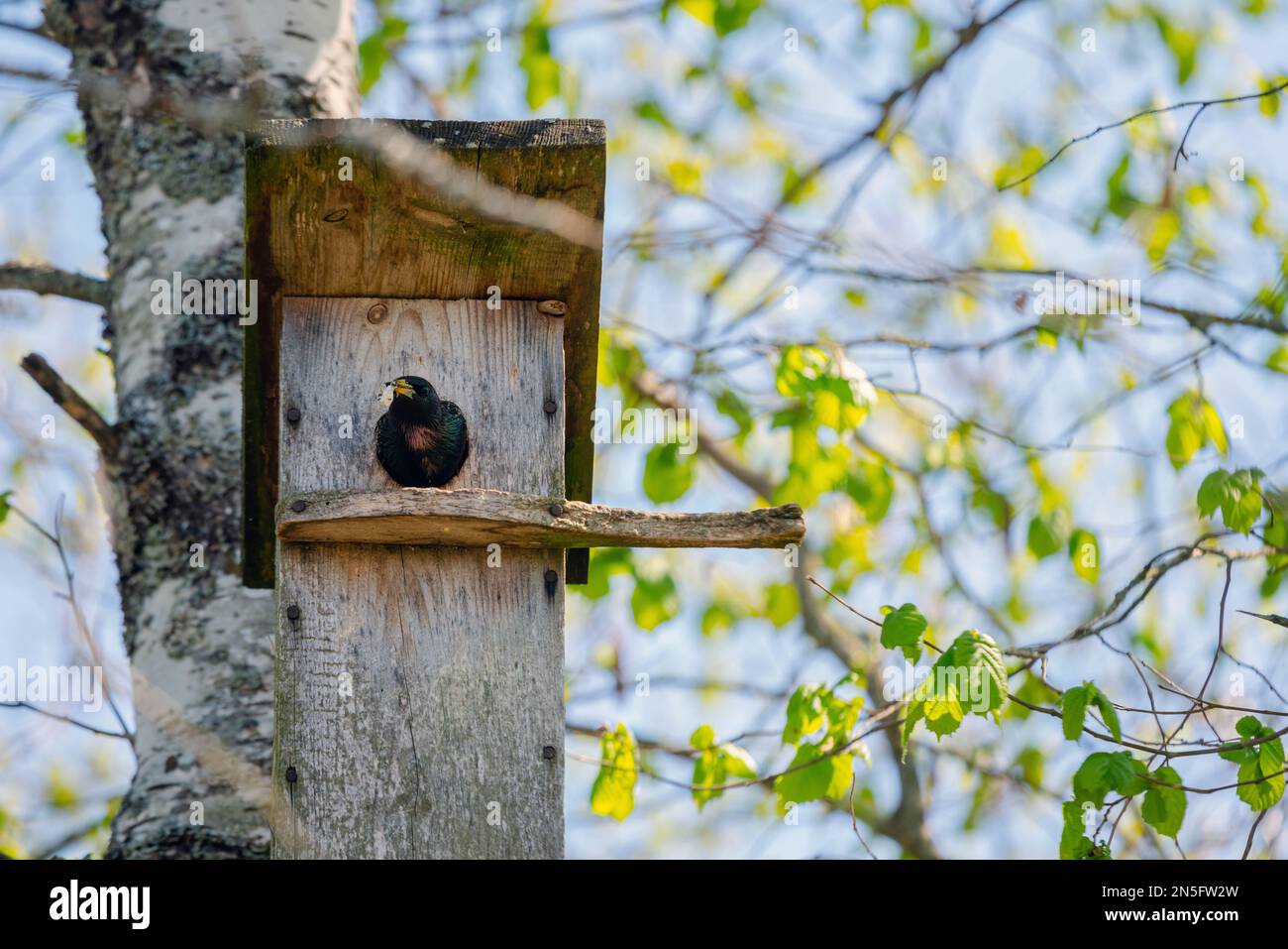 Starling bird ( Sturnus vulgaris ) bringing worm to the wooden nest box ...