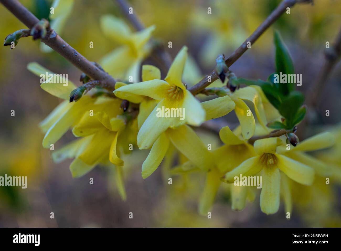 Forsythia branch of yellow blossoms that bloom in the spring; in St ...