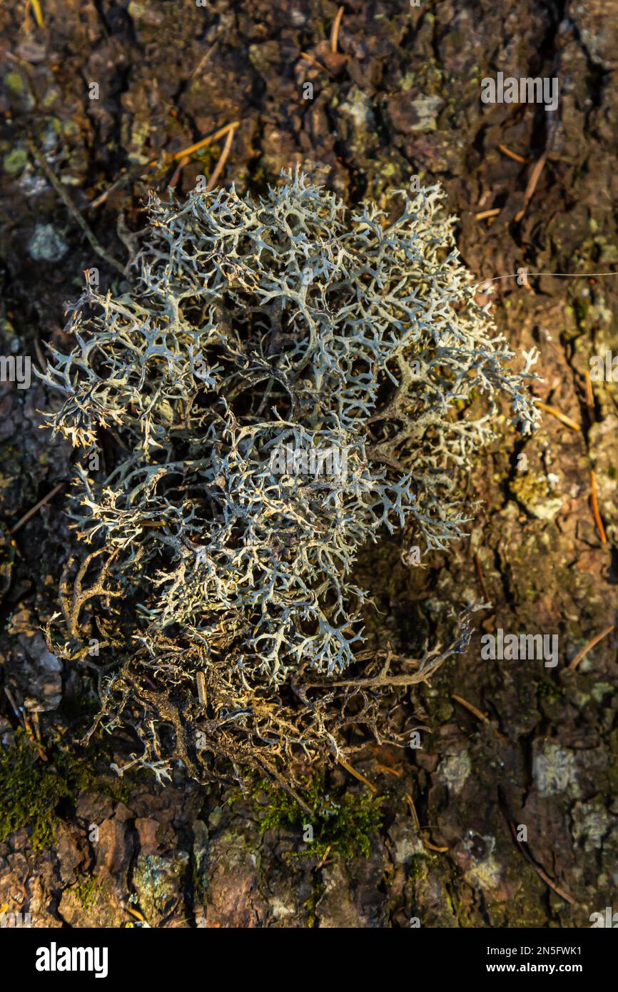 A close-up view of the Cladonia rangiferina, also known as reindeer ...