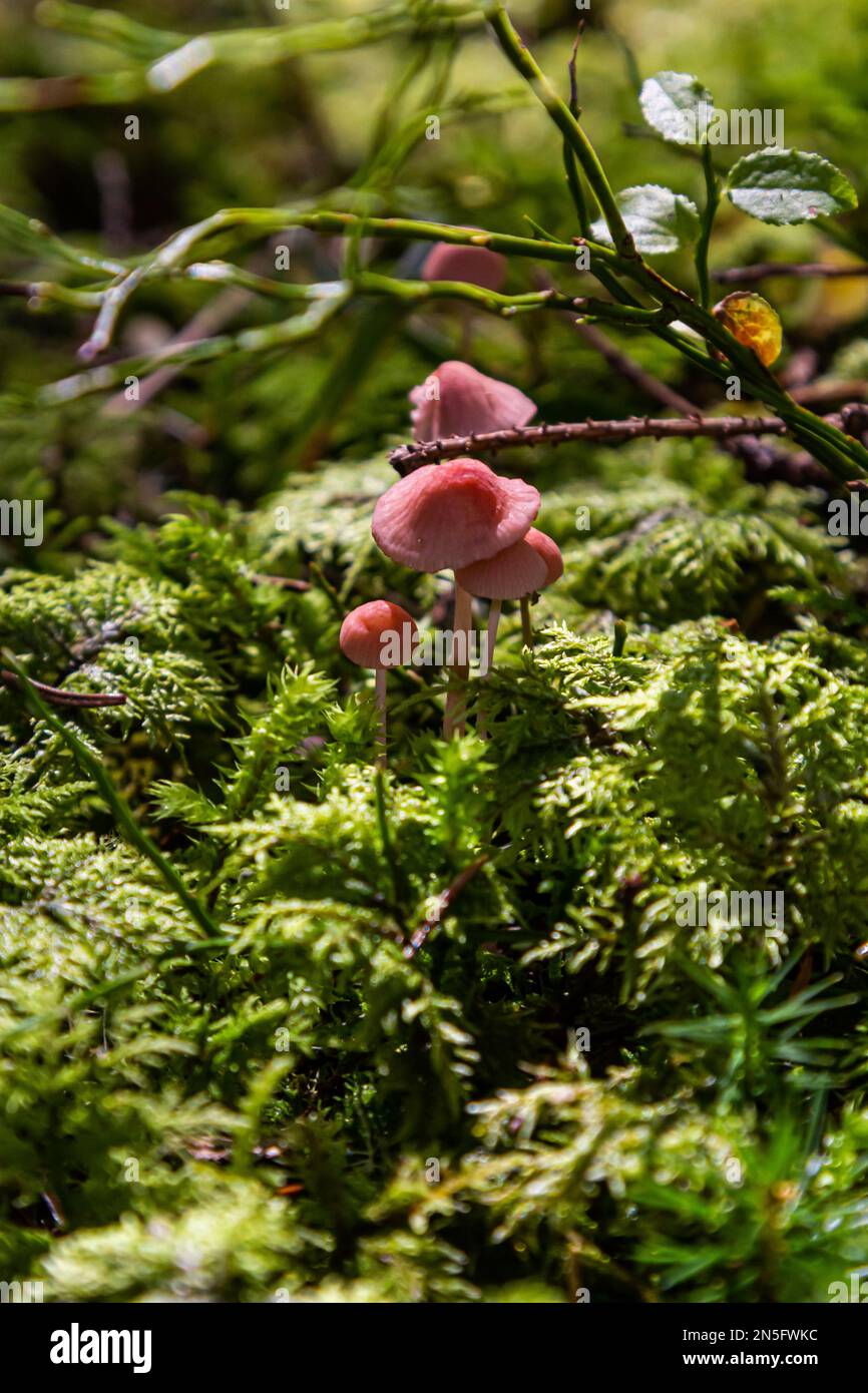 Inedible mushroom Mycena rosella in the spruce forest. Known as pink ...