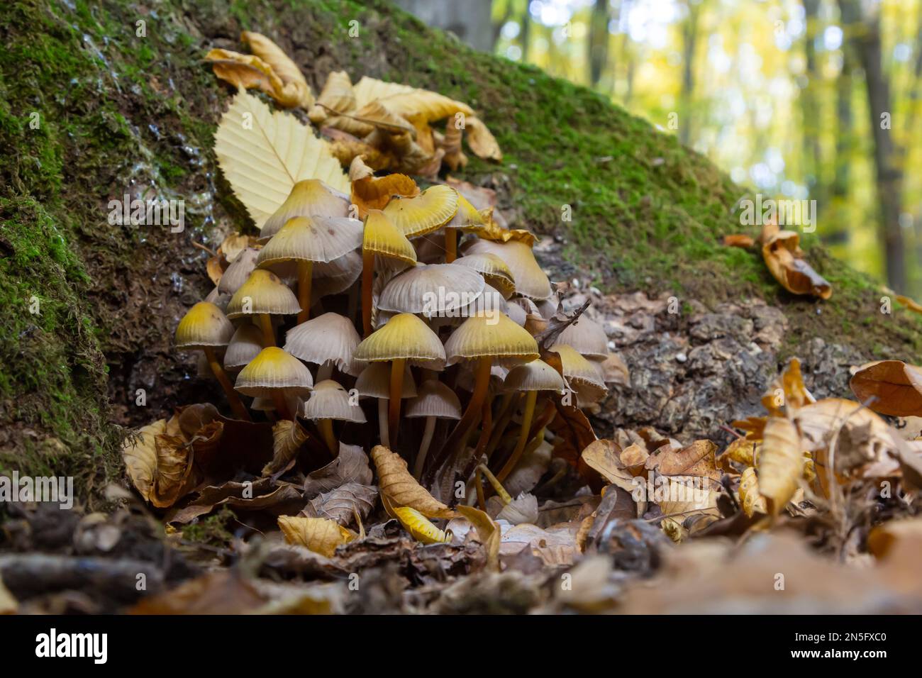 Clustered Bonnet Mycena inclinata growing on a mossy stump Stock Photo ...