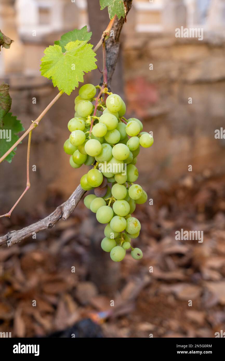 Lots of Green Grapes on a Branch of Vine in the Garden Stock Photo - Alamy