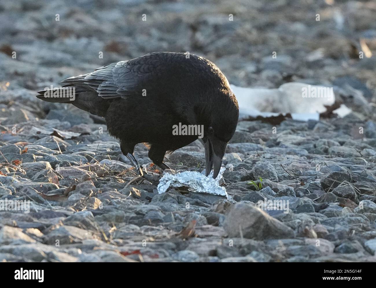 Aluminum foil animals hi-res stock photography and images - Alamy