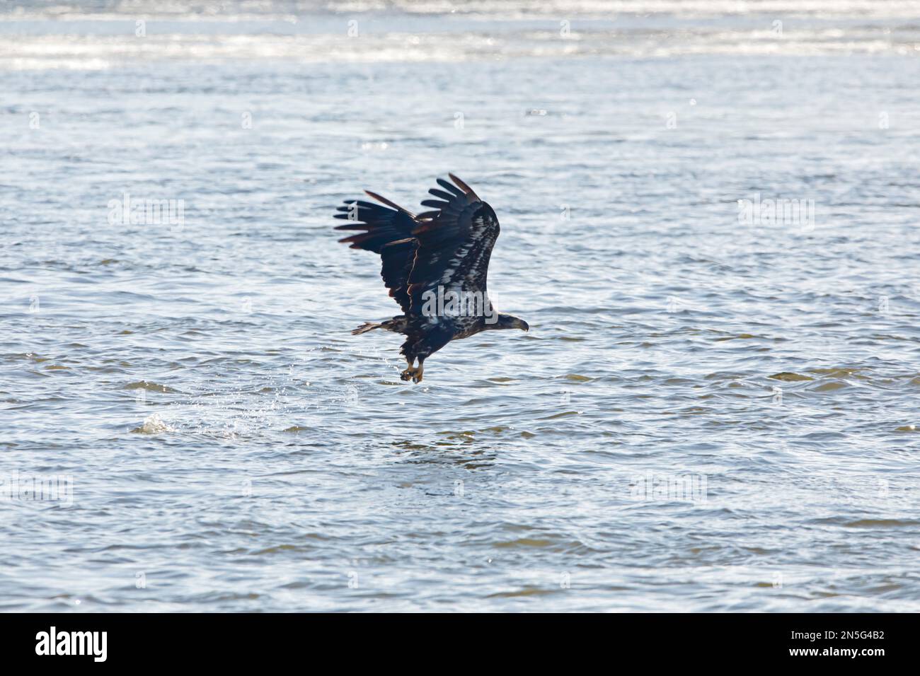 Side view of a juvenile bald eagle fishing on the Mississippi River in ...