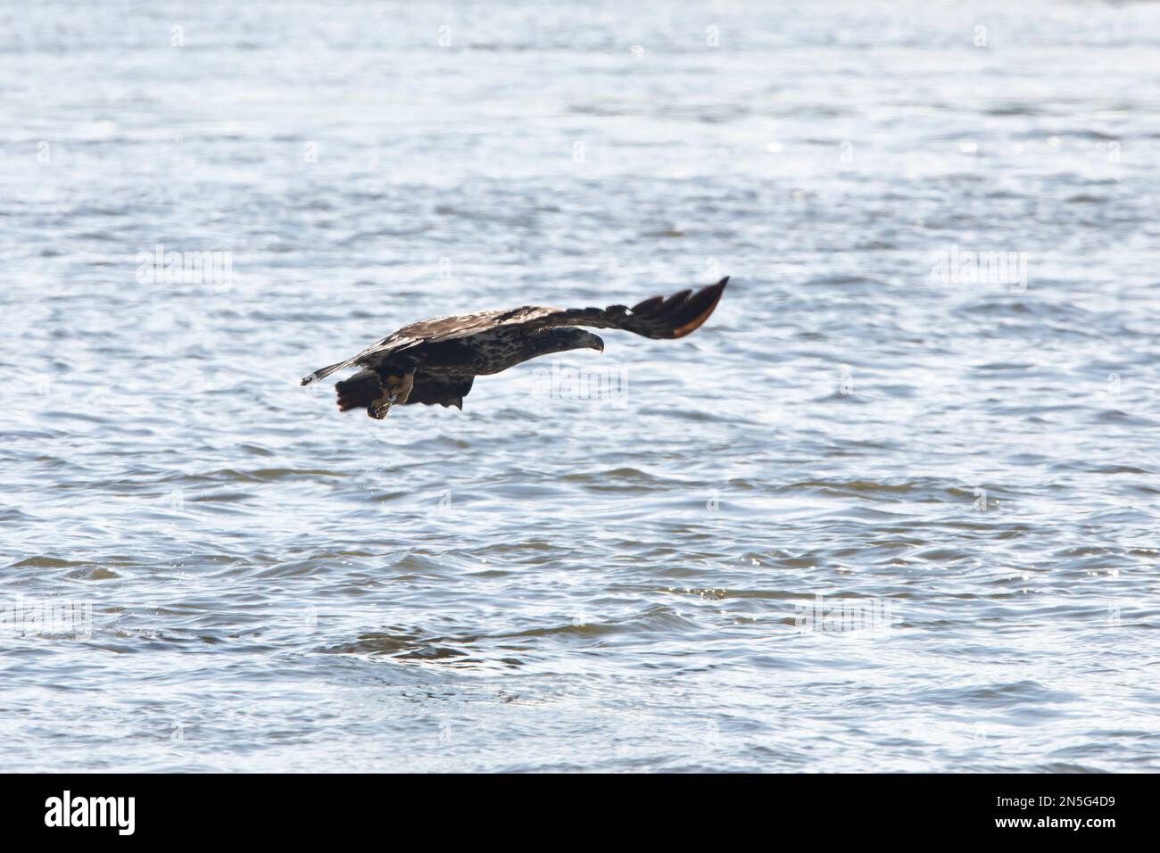 Side view of a juvenile bald eagle fishing on the Mississippi River in ...