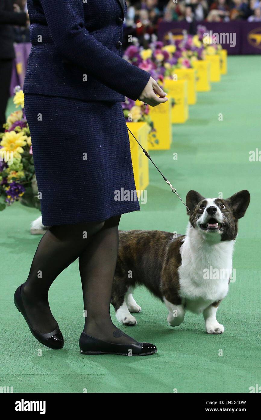Coco, a Cardigan welsh corgi, prepares to present in the best in show ...