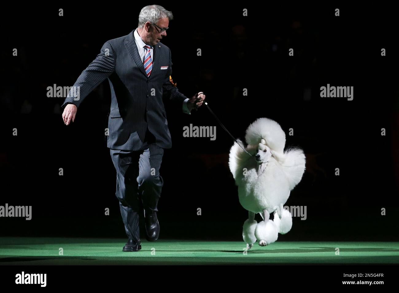 Ally, a standard poodle, enters the ring for the best of show ...