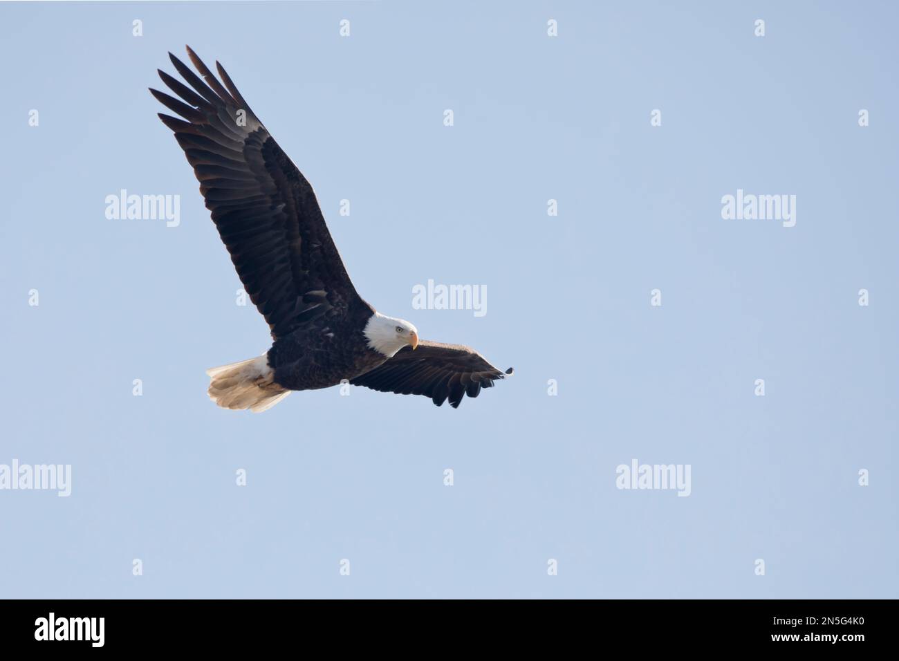 Bald eagle flying from below hi-res stock photography and images - Alamy