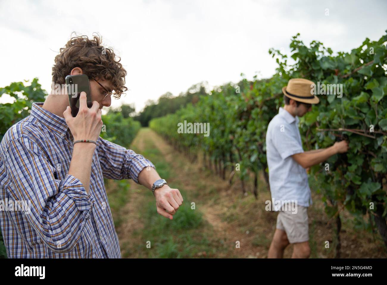 Two winegrower colleagues in the vineyard, one making a phone call the ...