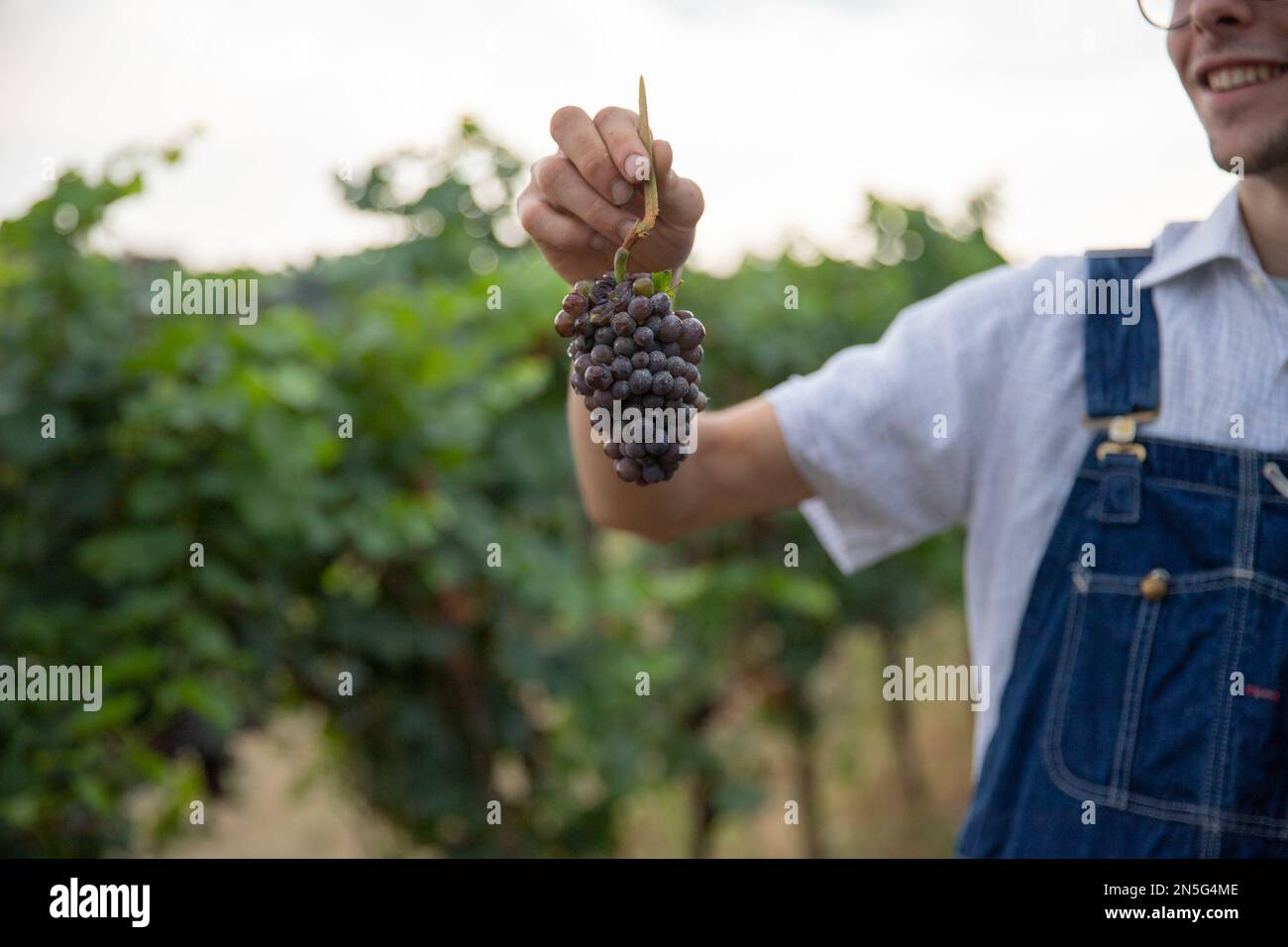 Hand holding grapes vineyard hi-res stock photography and images - Alamy