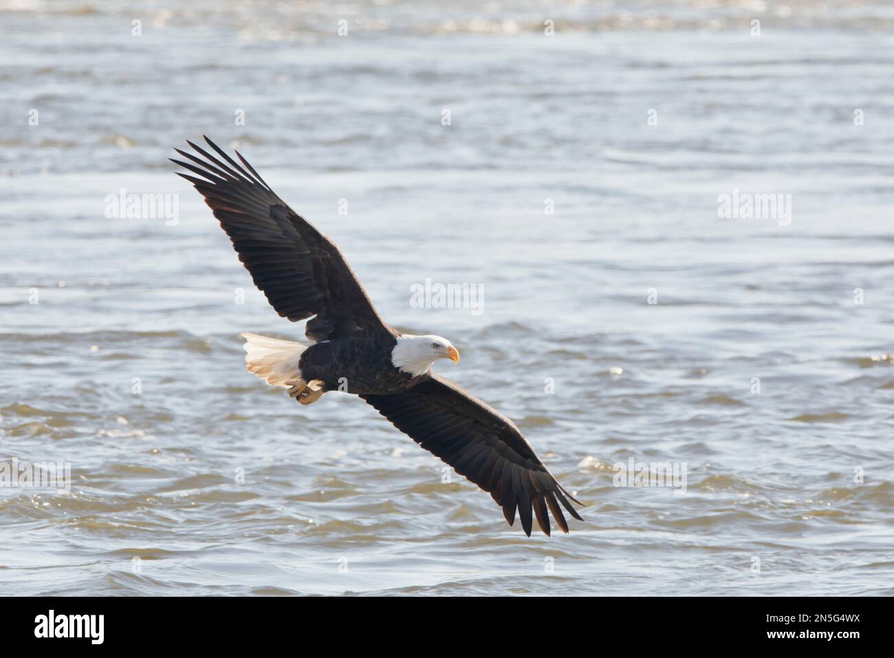 Bald eagle soaring just above the water of the Mississippi River ...