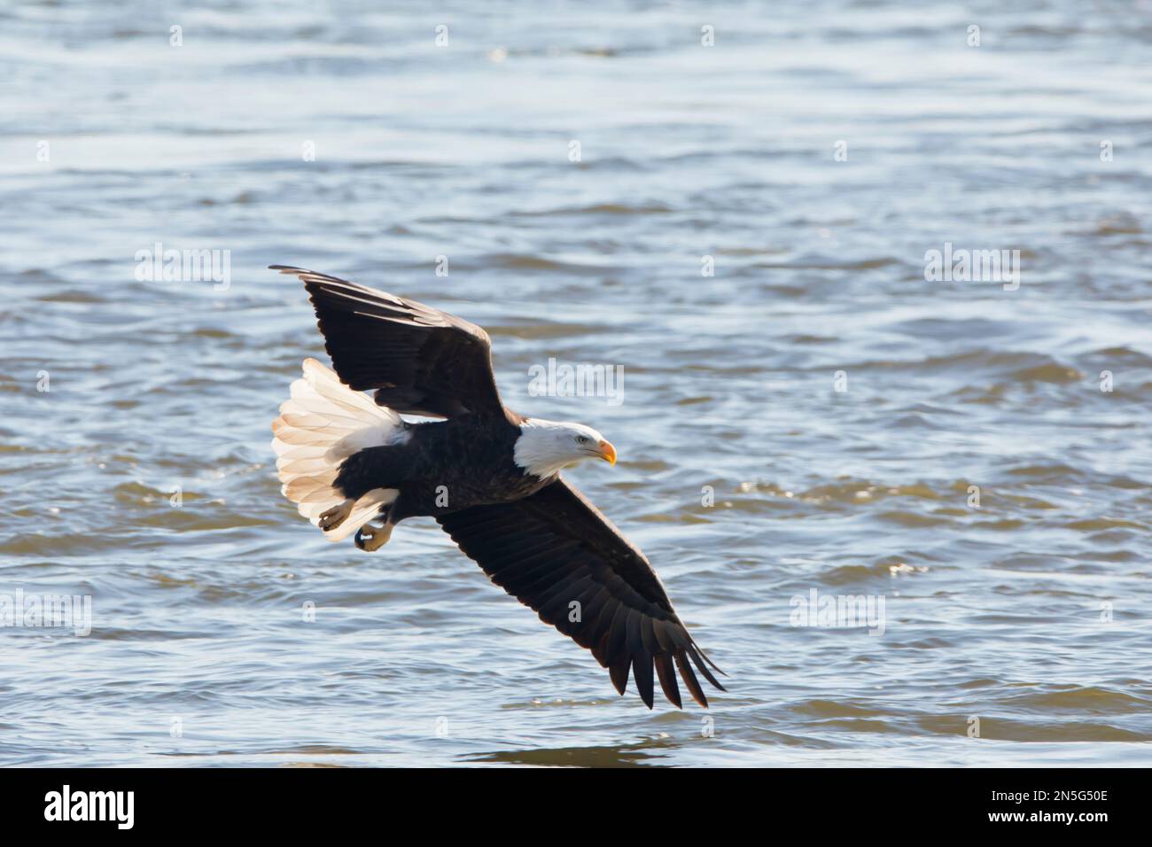 Bald eagle soaring just above the water of the Mississippi River ...