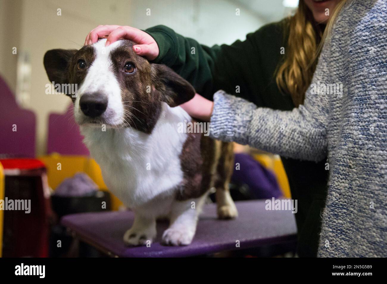 Coco, a Cardigan Welsh corgi, stands on a grooming table in the ...