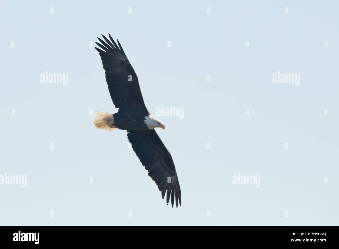 Adult bald eagle in flight showing full wingspan on a winter day in ...