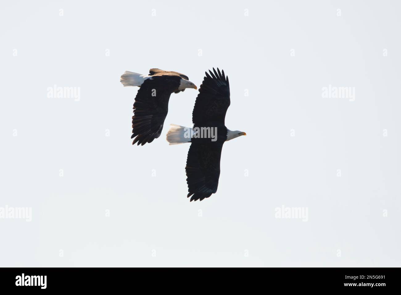 Two American bald eagles fly together in the clear blue sky in Davenport, Iowa on a winter day ...