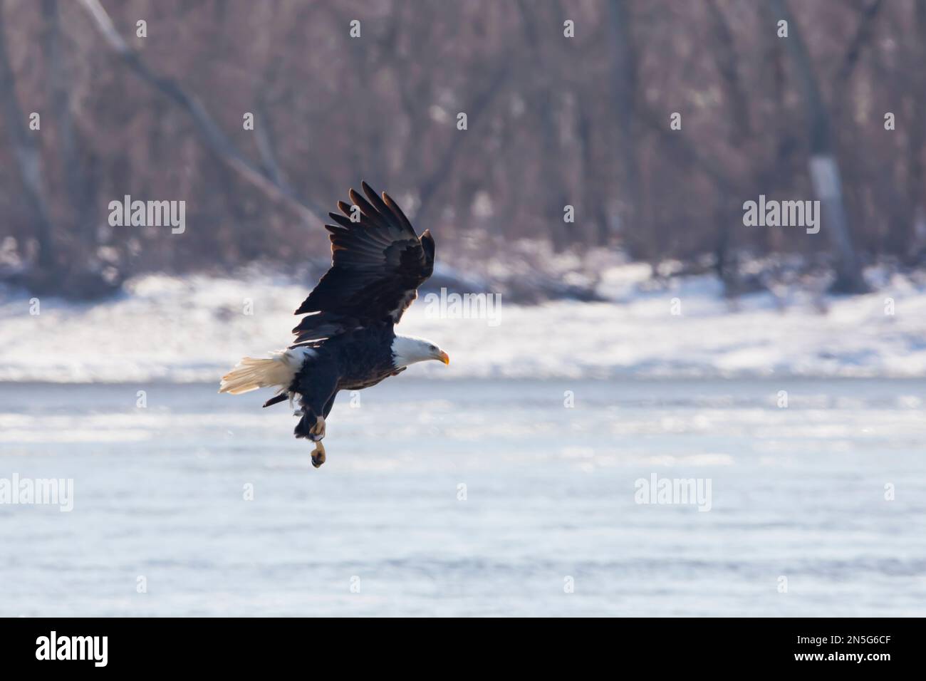 Side view of an adult bald eagle fishing on the Mississippi River in ...
