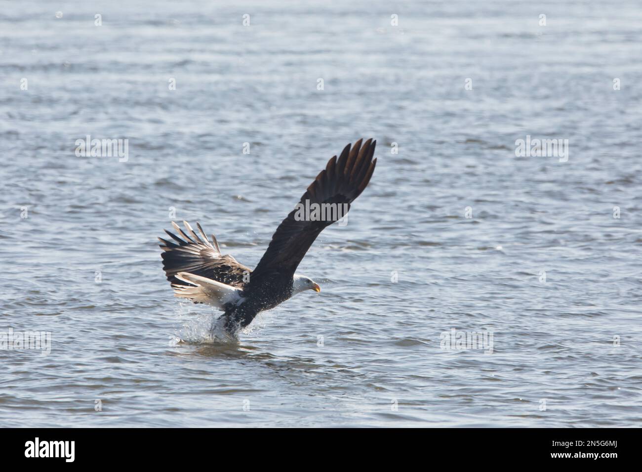 Adult bald eagle,Haliaeetus leucocephalus, making a splash as it ...