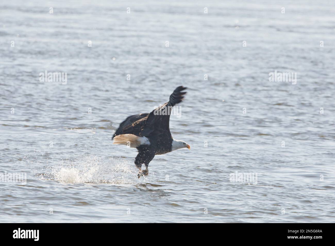 Adult bald eagle, Haliaeetus leucocephalus, splashing in the Mississippi River as it tries to ...