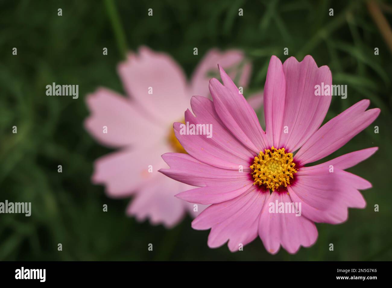 Beautiful and amazing of cosmos flower field landscape in asia. nature ...