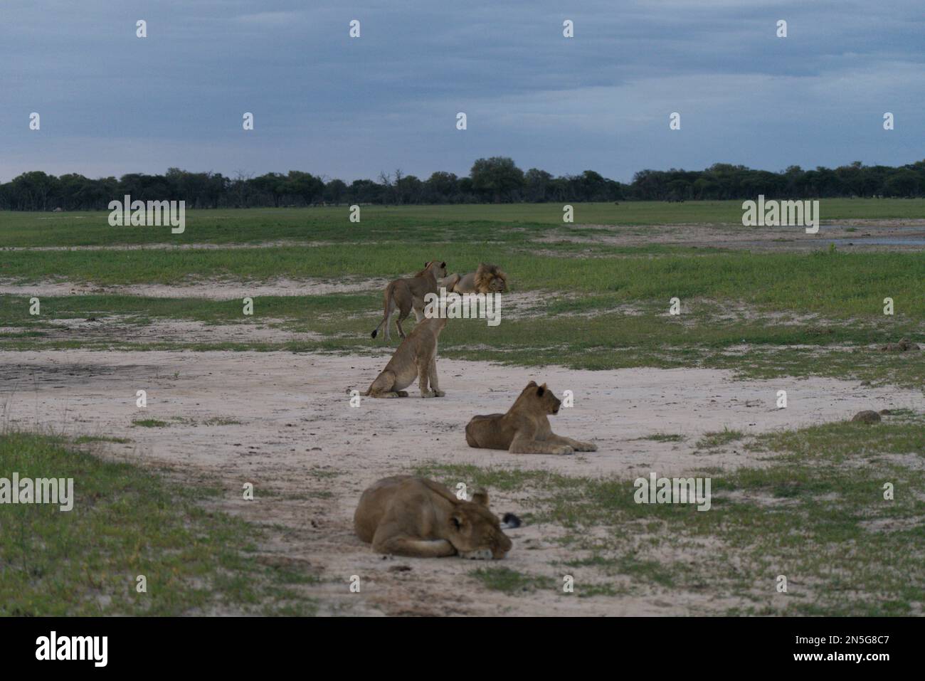 Getting ready to hunt Stock Photo - Alamy