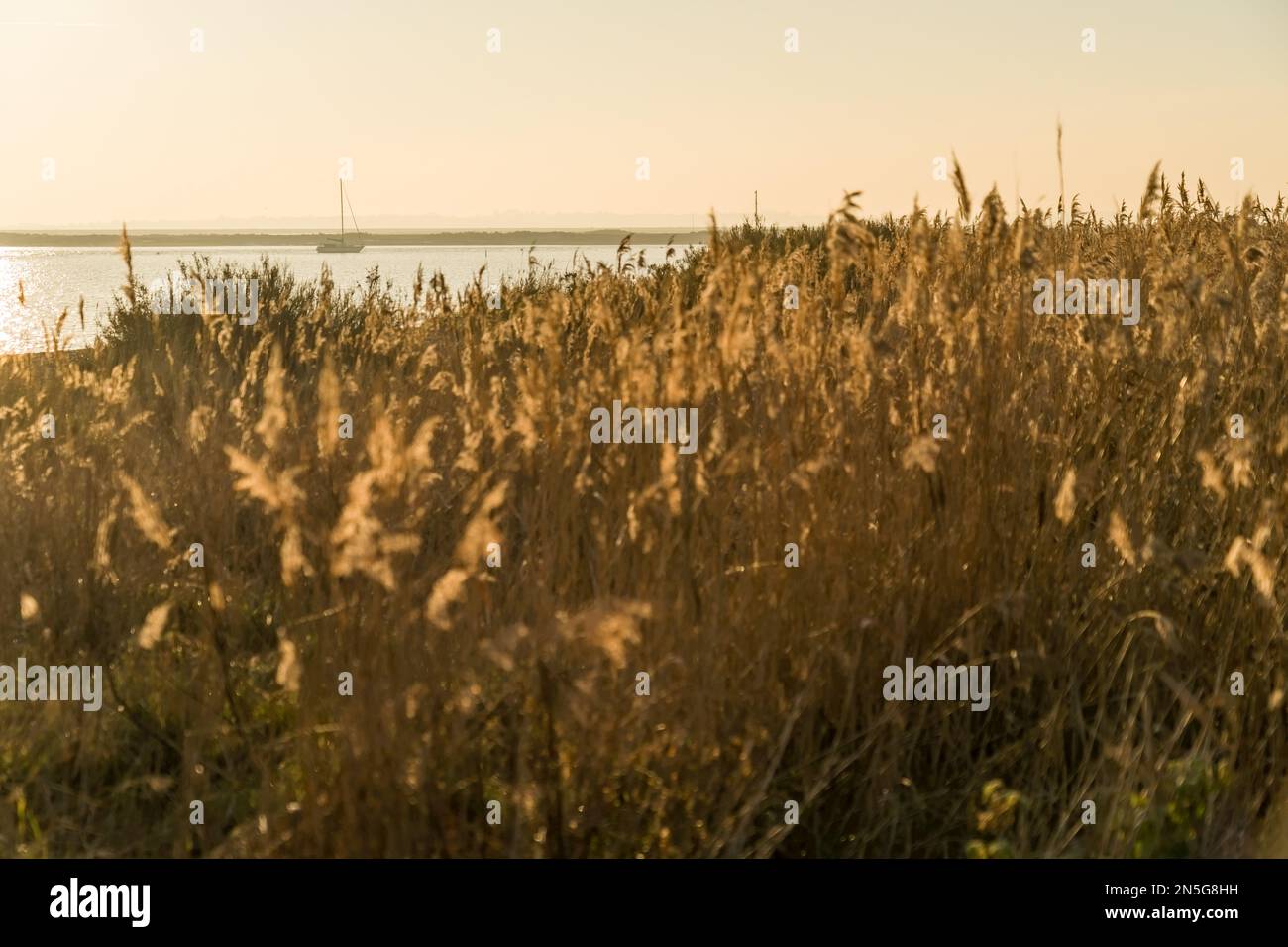 Scene from the popular Shingle Point beach on West Mersea, Essex Stock ...