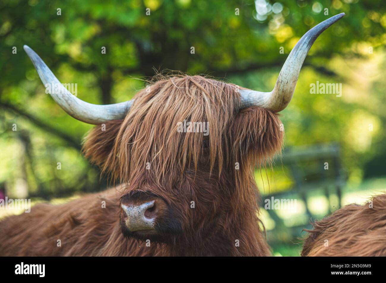 A closeup of a Scottish Highland cow with big horns on the farmland ...
