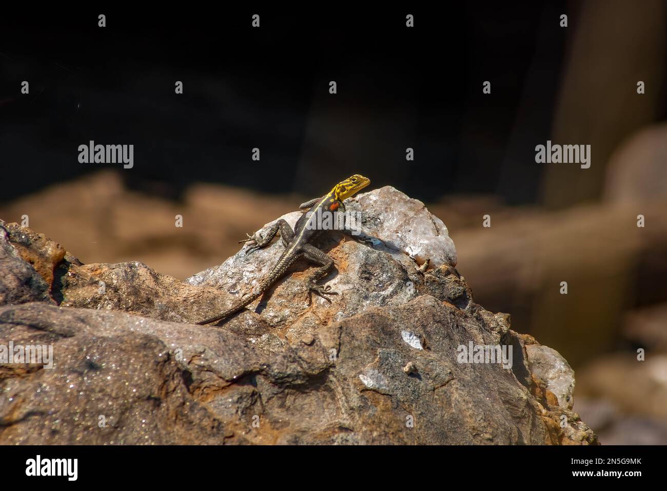 Female Agama Planiceps lizard basking on a rock in Namibia Stock Photo ...